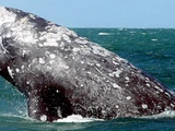Category:Baleen Whales | NatureRules1 Wiki | Fandom