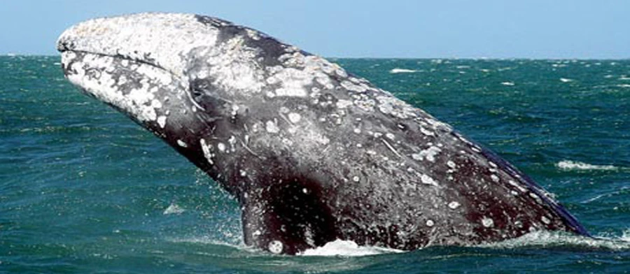 Grey Whale | NatureRules1 Wiki | Fandom