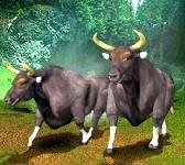 Kouprey | NatureRules1 Wiki | Fandom