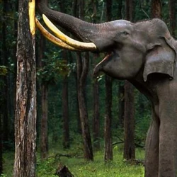 evan almighty animals