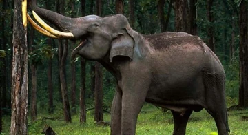 Secret Garden Movie Elephant