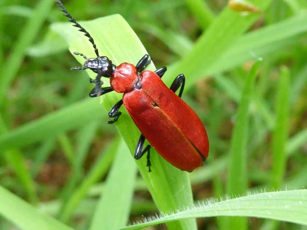 Cardinal Beetle | NatureRules1 Wiki | Fandom