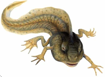 Paradoxical Frog | NatureRules1 Wiki | Fandom