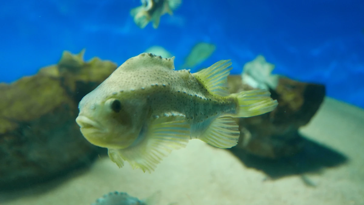 Lumpfish | NatureRules1 Wiki | Fandom