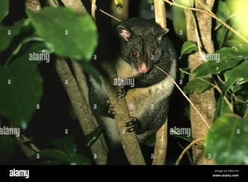 Short-eared Possum | NatureRules1 Wiki | Fandom
