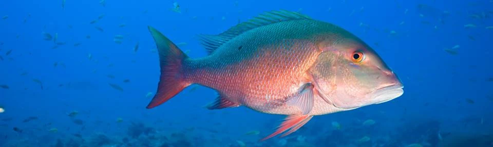 Mutton Snapper | NatureRules1 Wiki | Fandom
