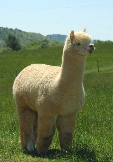 Alpaca | NatureRules1 Wiki | Fandom