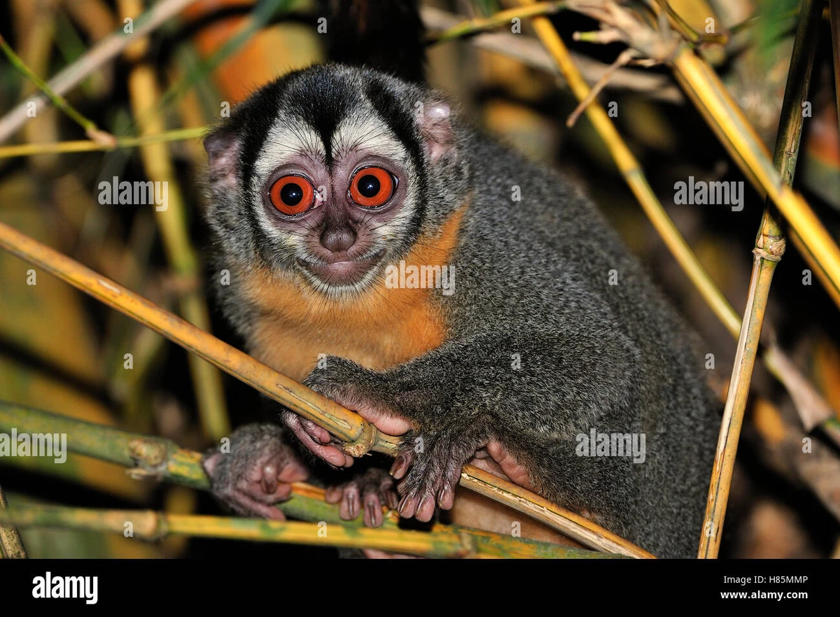 Black-headed Night Monkey | NatureRules1 Wiki | Fandom