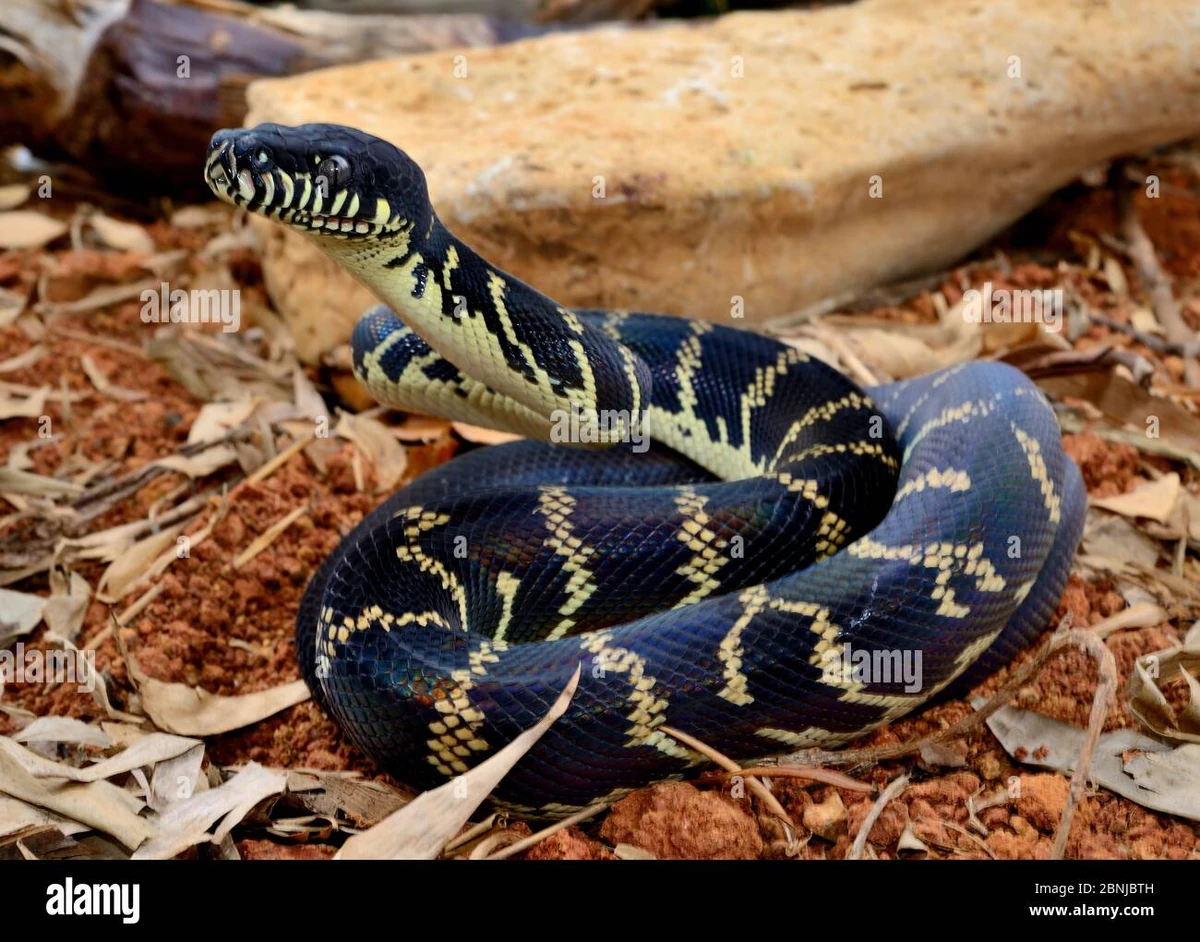 Boelen's Python | NatureRules1 Wiki | Fandom