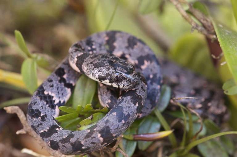Clouded Snake | NatureRules1 Wiki | Fandom