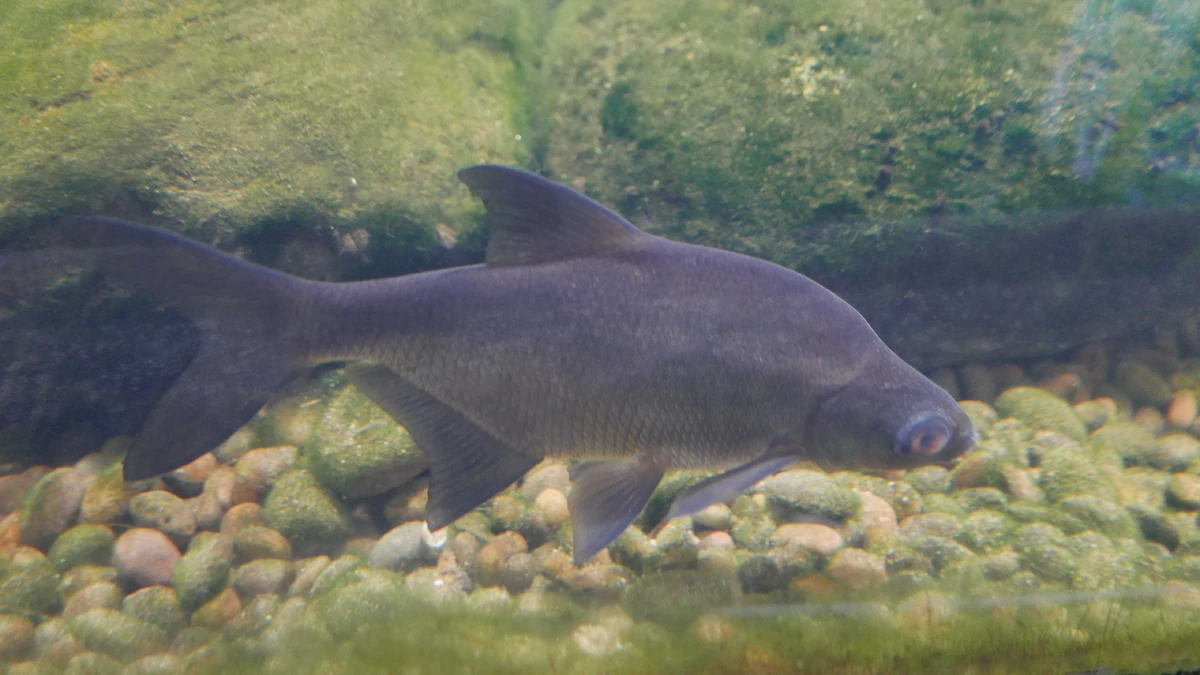 Common Bream | NatureRules1 Wiki | Fandom