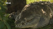 Orinoco Crocodile | NatureRules1 Wiki | Fandom