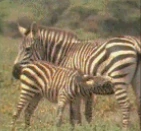 Plains Zebra | NatureRules1 Wiki | Fandom