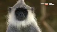 Tufted Langur | NatureRules1 Wiki | Fandom