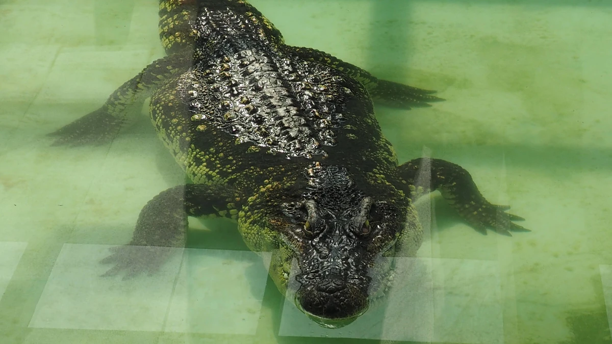 Southern Nile Crocodile | NatureRules1 Wiki | Fandom