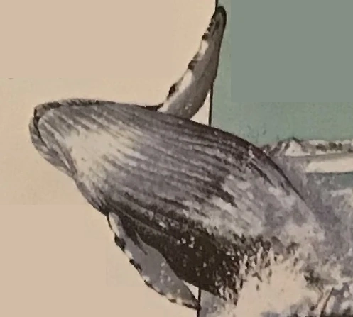 Humpback Whale/Books | NatureRules1 Wiki | Fandom