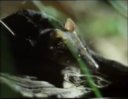 Common Planigale | NatureRules1 Wiki | Fandom