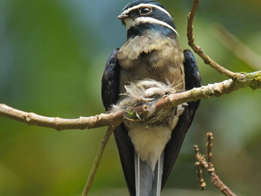 Whiskered Treeswift | NatureRules1 Wiki | Fandom