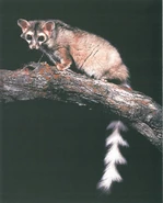 Ringtail | NatureRules1 Wiki | Fandom