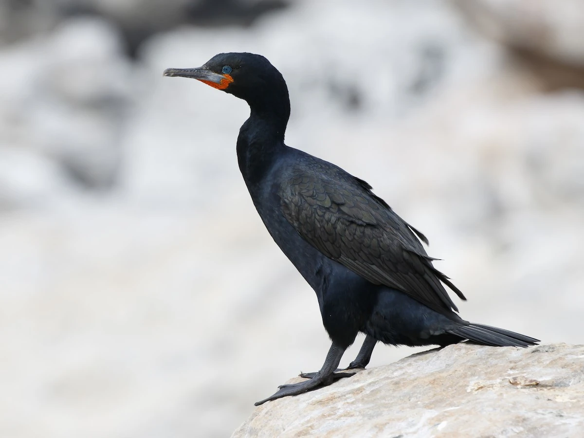 Cape Cormorant | NatureRules1 Wiki | Fandom