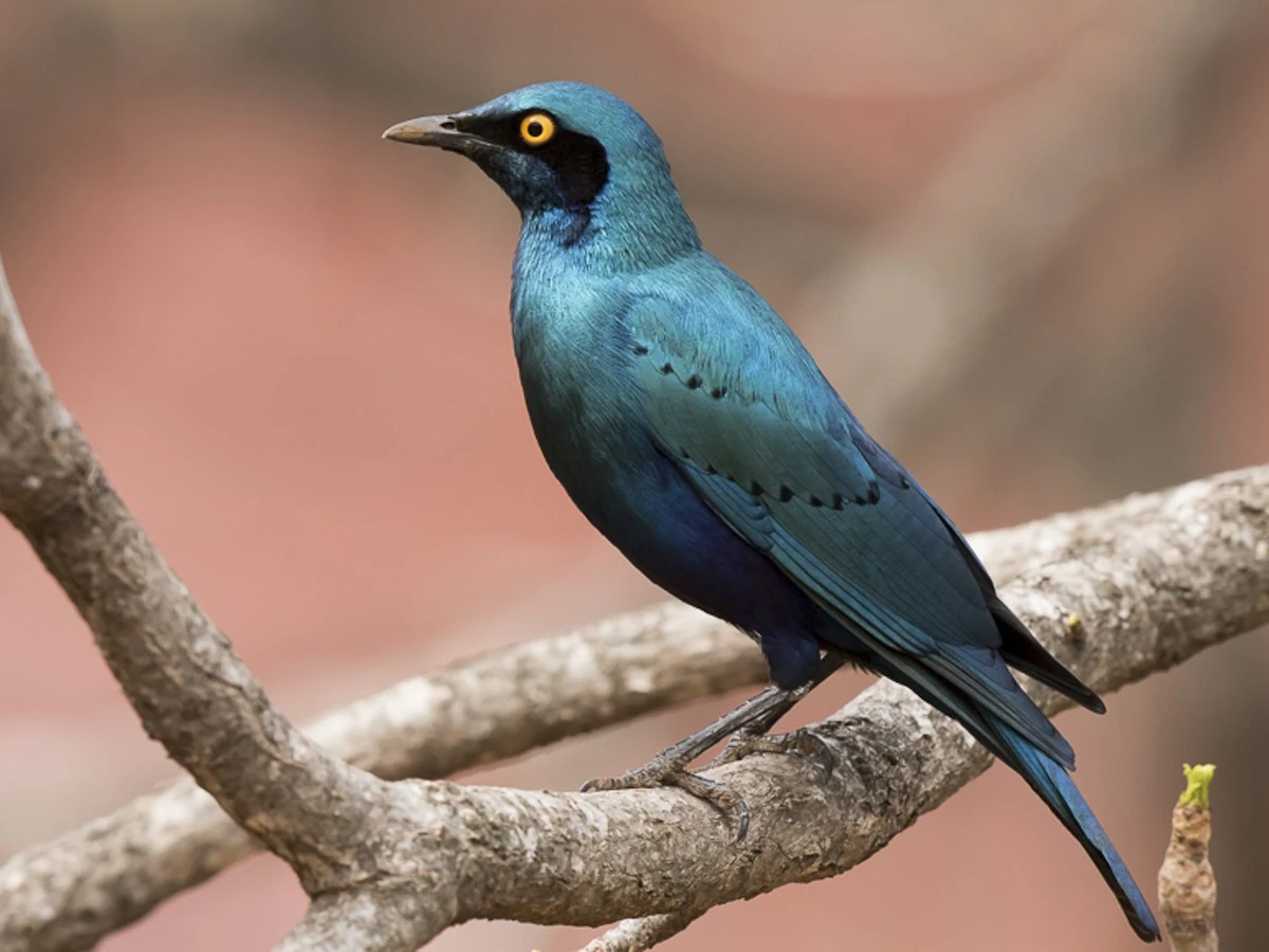 Greater Blue-eared Starling | NatureRules1 Wiki | Fandom