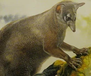 Eastern Falanouc | NatureRules1 Wiki | Fandom