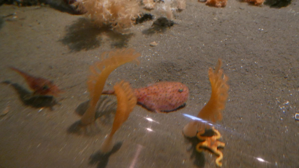 Coffinfish | NatureRules1 Wiki | Fandom