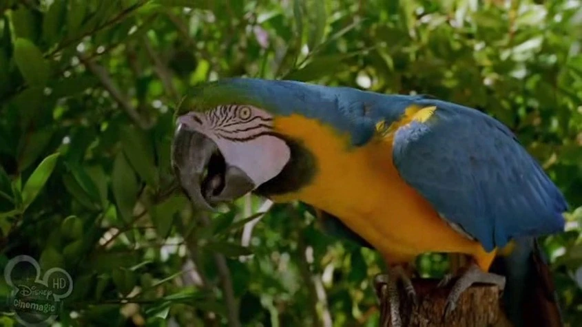 P&G Discovery Forest | NatureRules1 Wiki | Fandom