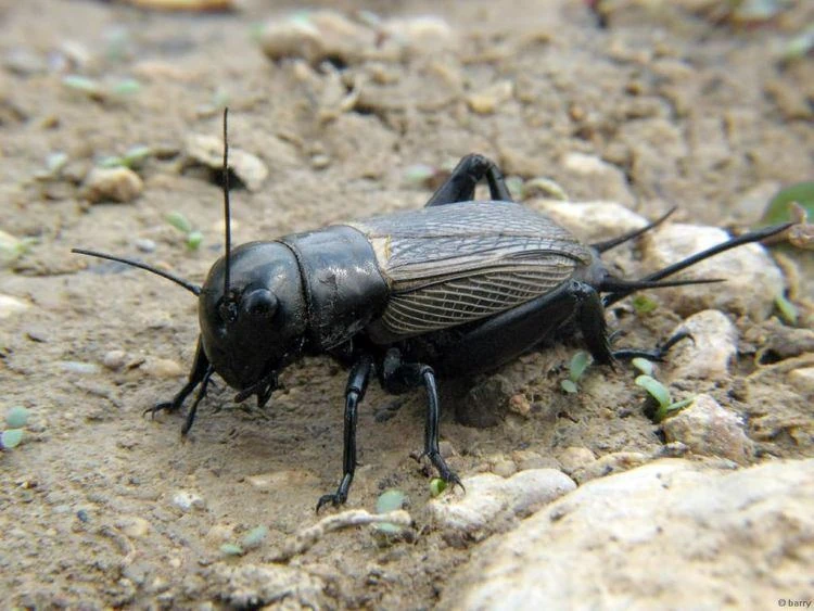 European Field Cricket | NatureRules1 Wiki | Fandom