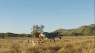 Mountain Zebra | NatureRules1 Wiki | Fandom