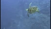 Dolphin Reef | NatureRules1 Wiki | Fandom