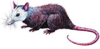 Alphadon | NatureRules1 Wiki | Fandom