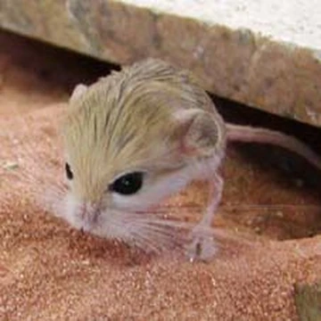Jerboa Pygmy Baluchistan Page 3 | Baluchistan Pygmy Jerboa Images
