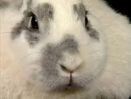 Domestic Rabbit | NatureRules1 Wiki | Fandom
