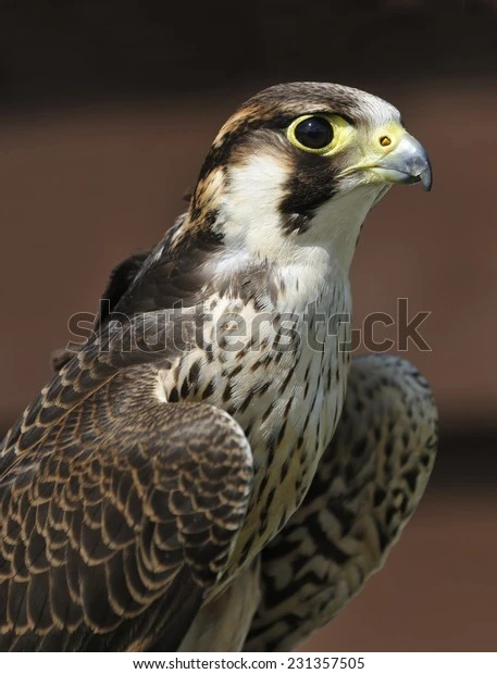 Barbary Falcon | NatureRules1 Wiki | Fandom