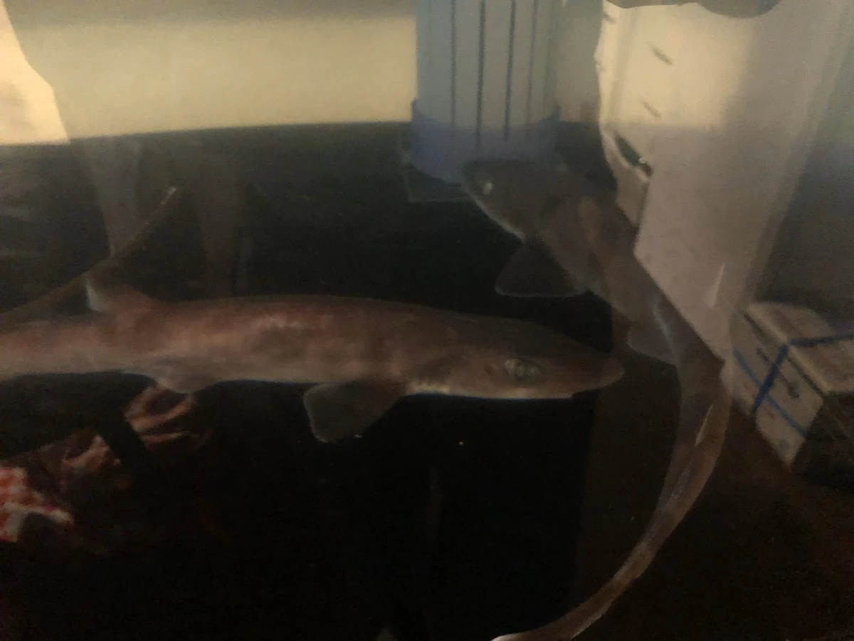 Broadfin Sawtail Catshark | NatureRules1 Wiki | Fandom