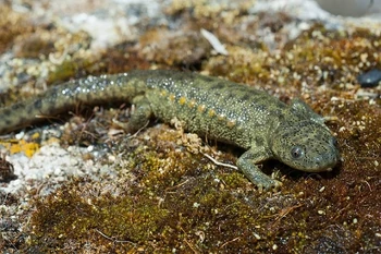 Iberian Ribbed Newt | NatureRules1 Wiki | Fandom