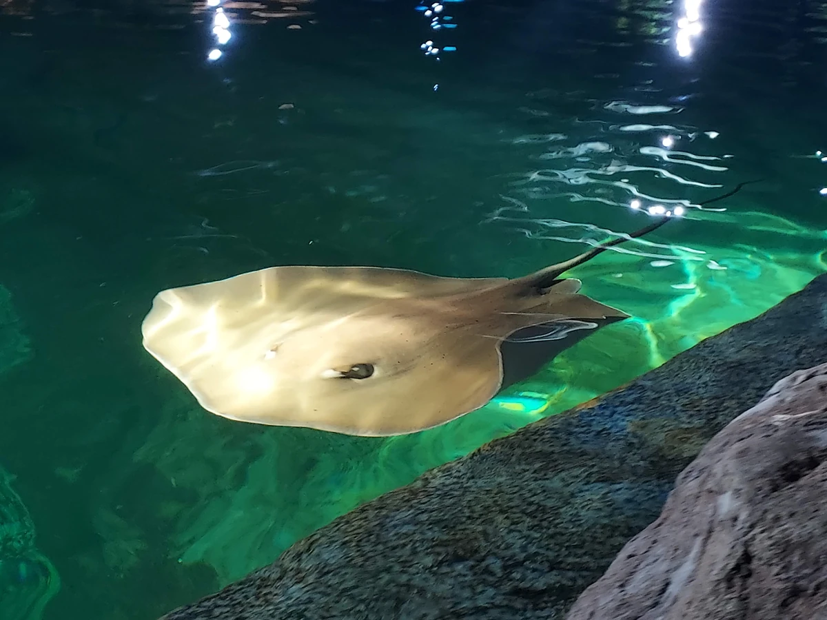 Jenkins' Whipray | NatureRules1 Wiki | Fandom