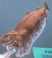 Viper Dogfish | NatureRules1 Wiki | Fandom