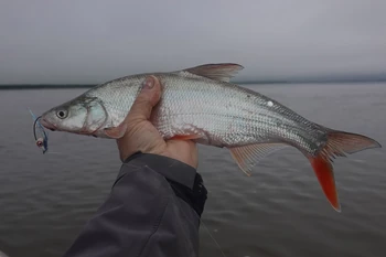 Mongolian Redfin | NatureRules1 Wiki | Fandom