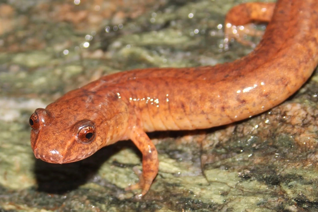 Spring Salamander | NatureRules1 Wiki | Fandom