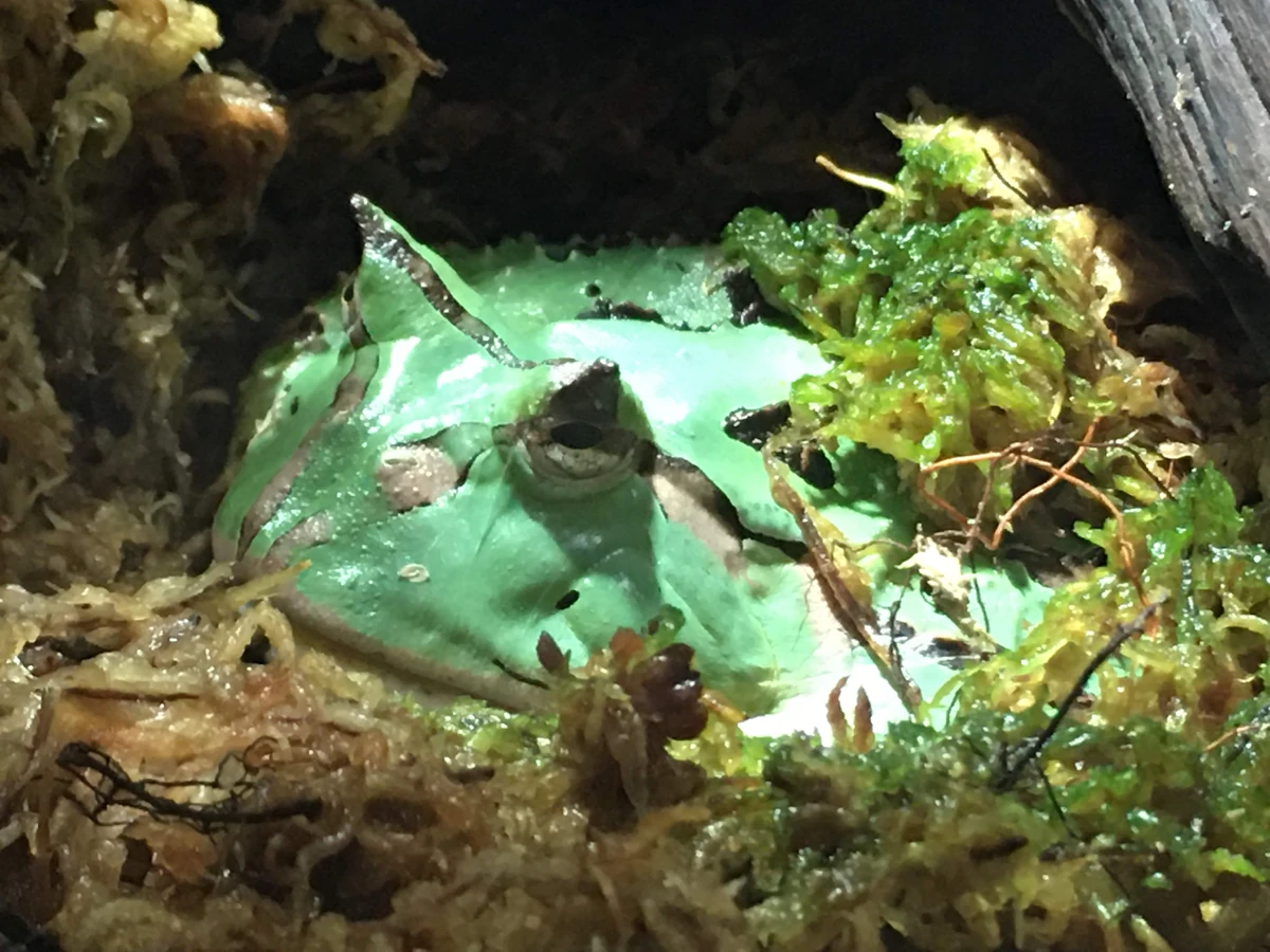 Surinam Horned Frog | NatureRules1 Wiki | Fandom