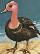 Pink-headed Duck | NatureRules1 Wiki | Fandom