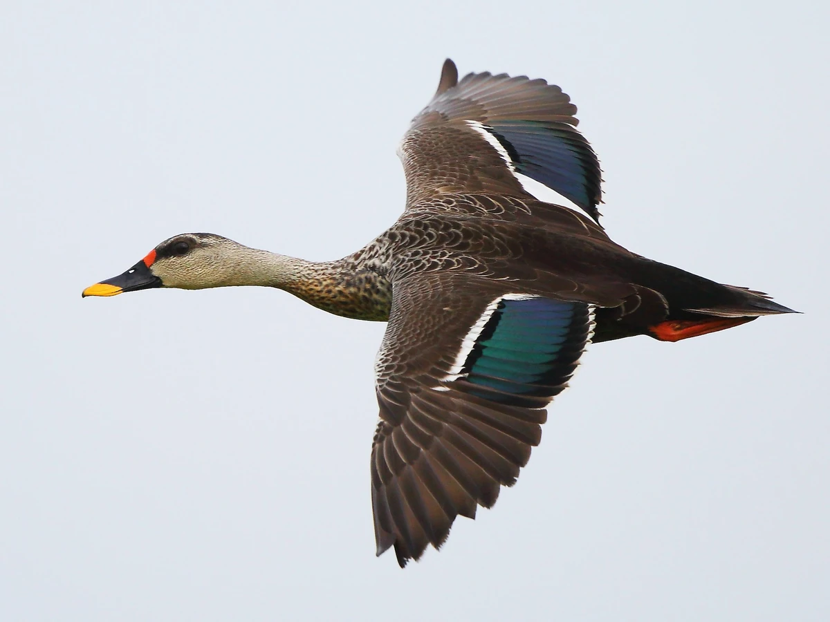Indian Spot-billed Duck | NatureRules1 Wiki | Fandom