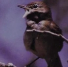 Common Nightingale | NatureRules1 Wiki | Fandom