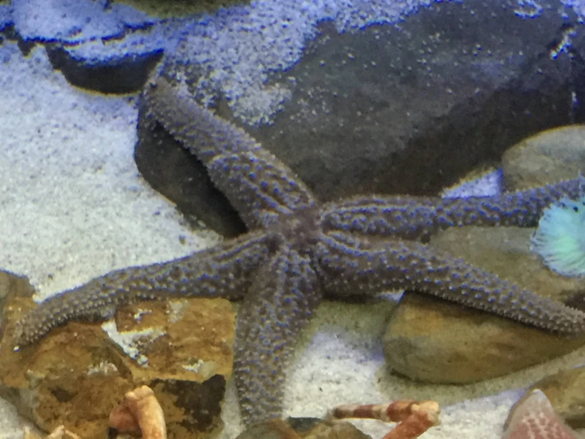 Purple Sea Star | NatureRules1 Wiki | Fandom