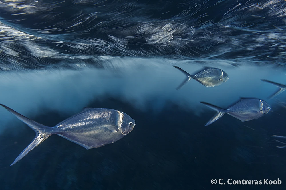 Steel Pompano | NatureRules1 Wiki | Fandom
