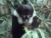 1000 Animals | NatureRules1 Wiki | Fandom
