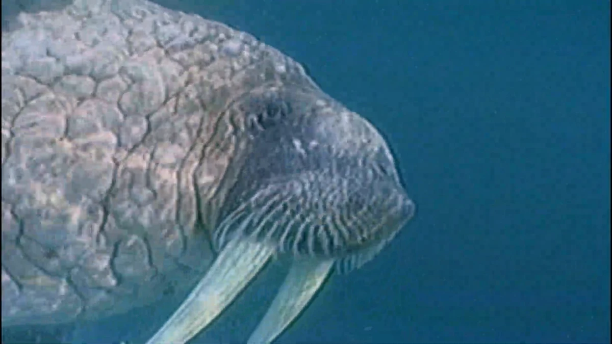 North Pole Encounter | NatureRules1 Wiki | Fandom