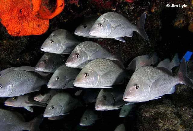 White Margate | NatureRules1 Wiki | Fandom